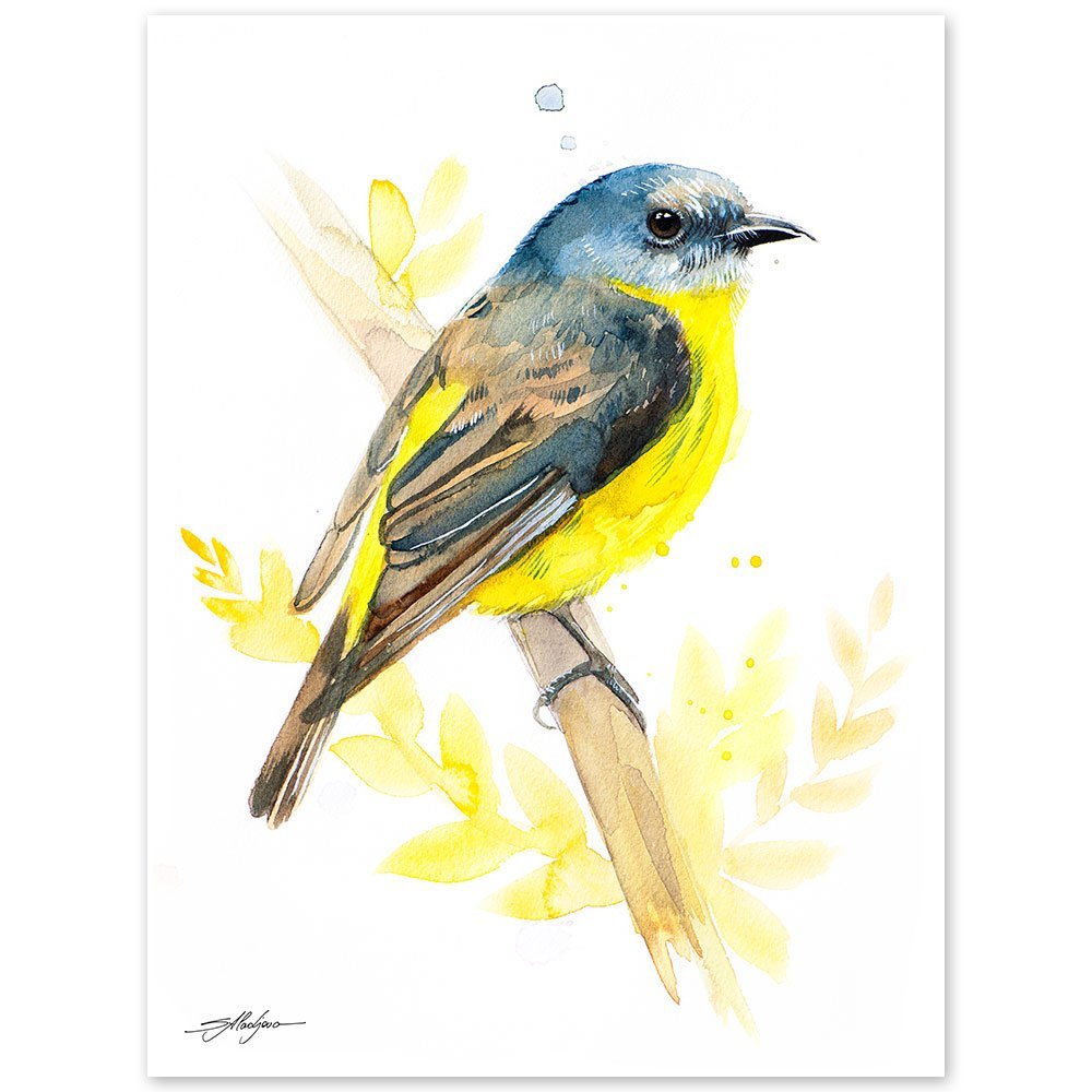 Eastern yellow robin watercolor painting print by Slaveika Aladjova