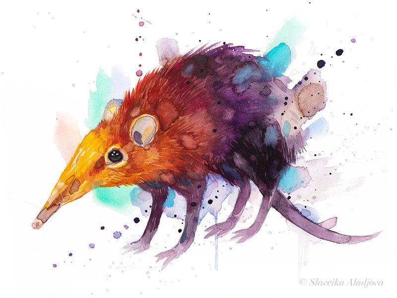 Golden-rumped elephant shrew watercolor painting print by Slaveika Aladjova