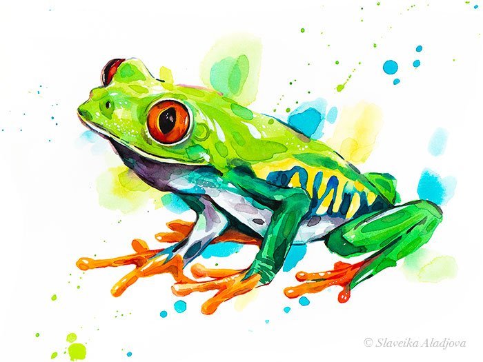 Red-eyed tree frog watercolor painting print by Slaveika Aladjova