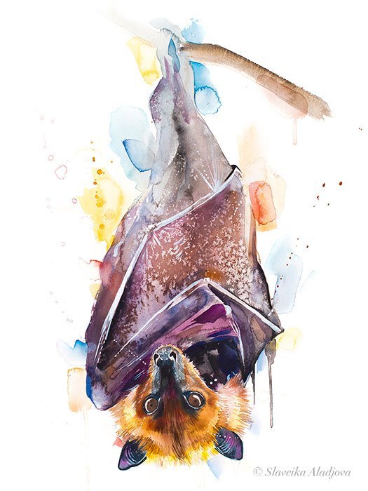 Townsend's big-eared bat watercolor painting print by Slaveika Aladjova
